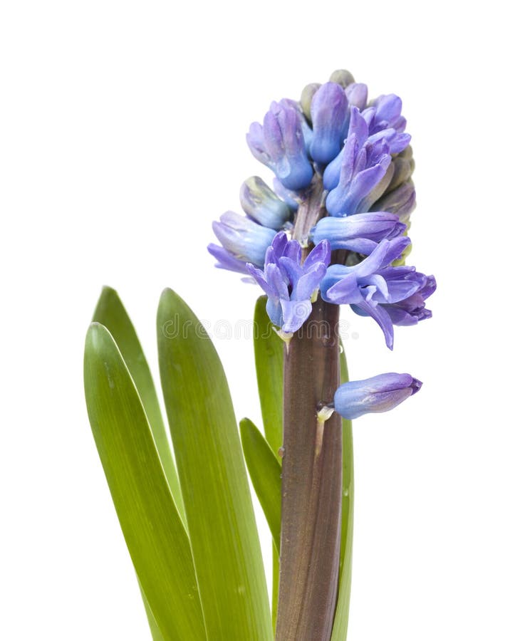 Blue hyacinth isolated stock image. Image of inflorescence - 108258085