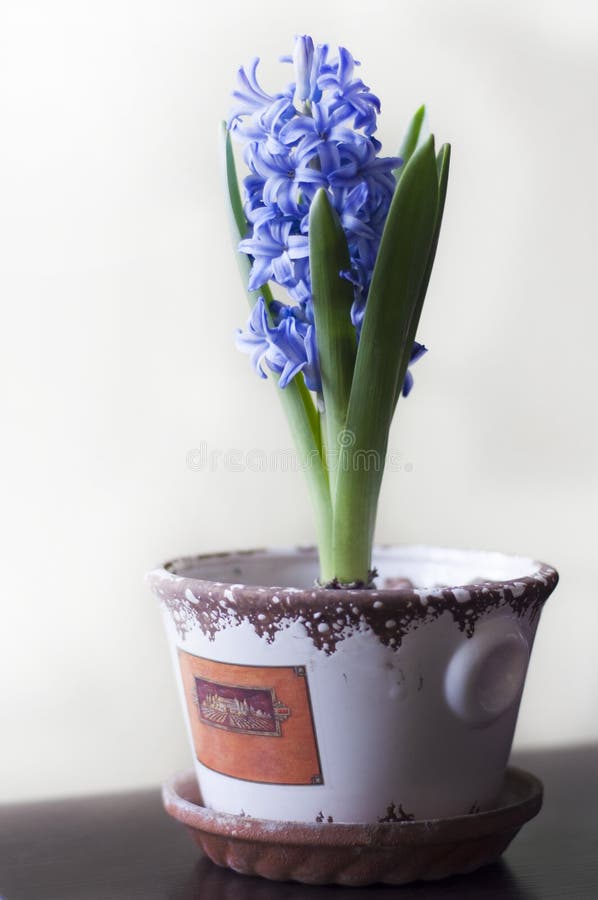 Blue Hyacinth in a Pot . Spring Flower. Stock Photo - Image of hands ...
