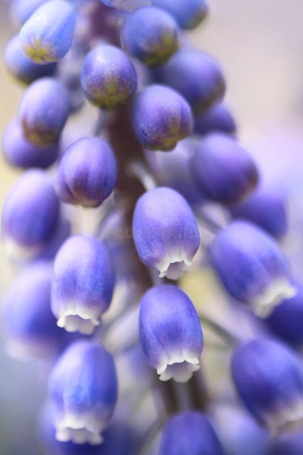 A Blue Hyacinth, a Purple Flowering Plants Stock Image - Image of april ...