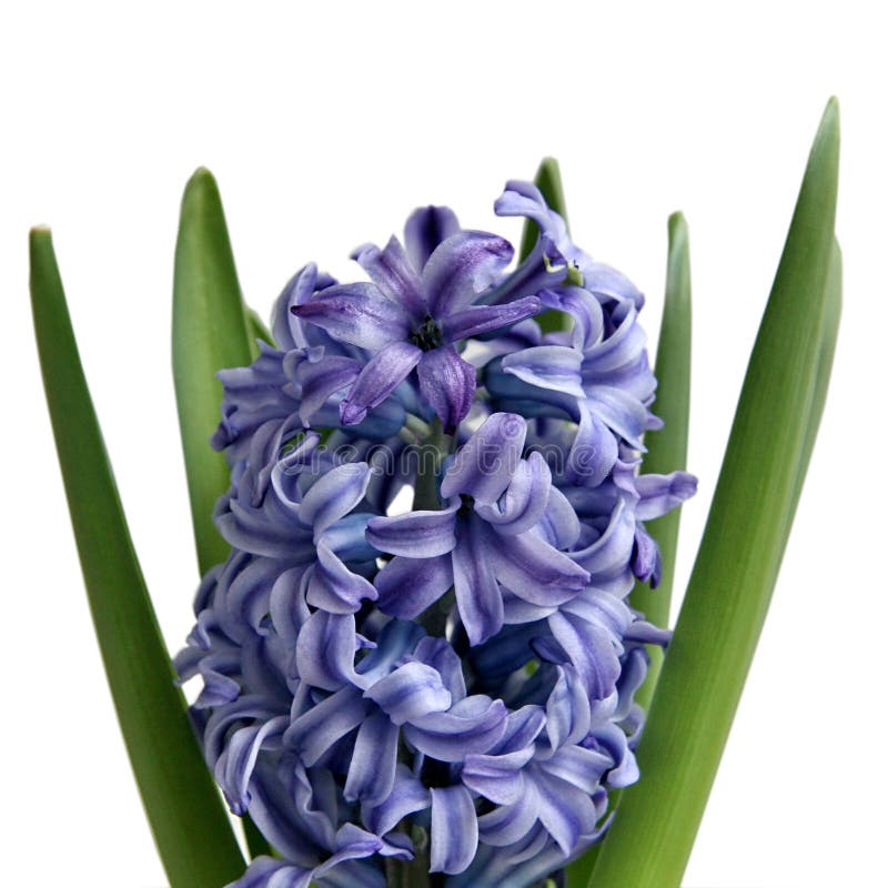 Blue Hyacinth on white stock photo. Image of aroma, blue - 32666056