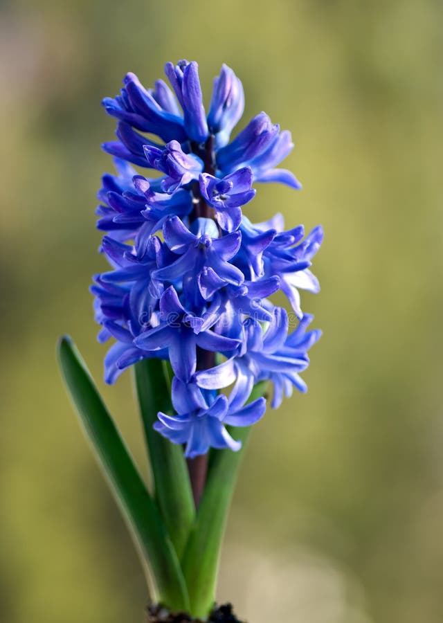 Blue Hyacinthe Flower.close Up Stock Photo - Image of blooming ...