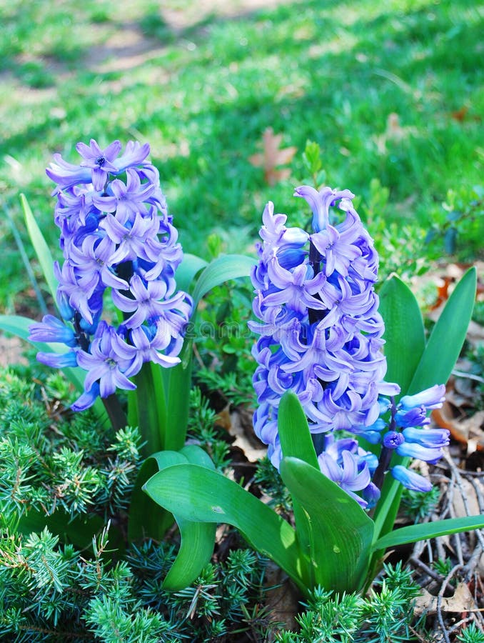 Blue hyacinths stock image. Image of cultivated, detail - 24397303