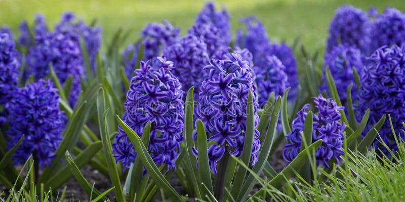 Blue hyacinths blooming stock image. Image of plants - 39598827