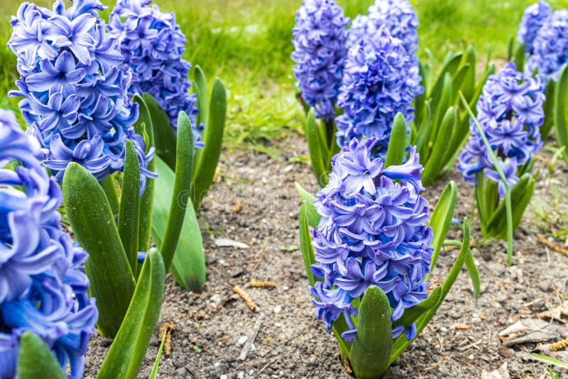 Blue Hyacinths in the Botanical Garden Stock Photo - Image of bunch ...