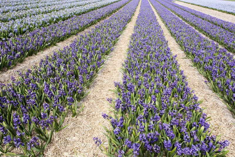 Hyacinth Field in Morning Light, Violet Atmosphere Stock Photo - Image ...