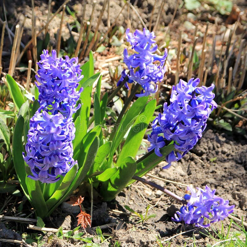 Colorful Hyacinths stock photo. Image of hyacinths, nature - 215851856