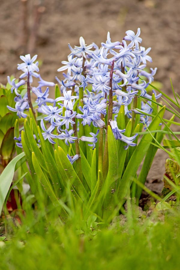 Blue hyacinths stock photo. Image of colours, colourful - 94149016