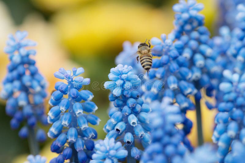 The Blue Hyacinths Isolated at 2017 Stock Photo - Image of close ...