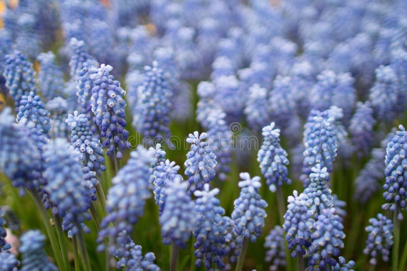 The Blue Hyacinths Isolated at 2017 Stock Image - Image of flower ...