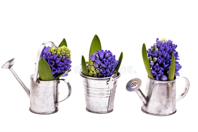 Blue Hyacinths in Metal Bucket and Watering Cans Stock Photo - Image of ...