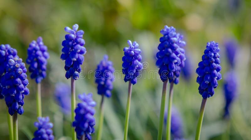 Blue Small Flowers that Bloom in Spring Stock Photo - Image of flora ...