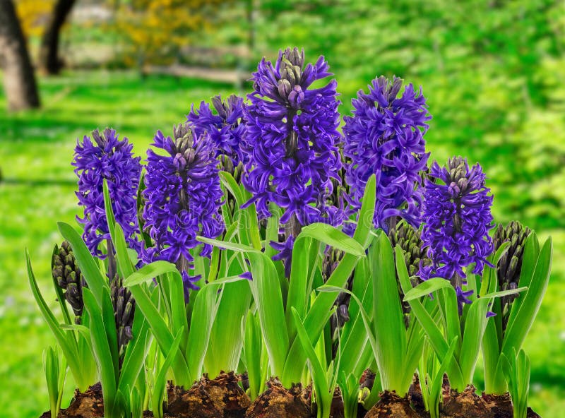 Blue hyacinths stock image. Image of group, plant, meadow - 50414675