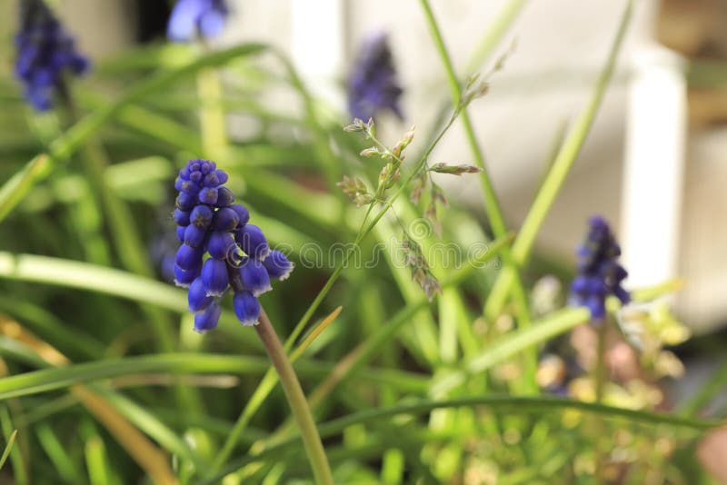 Blue Hyacinths in Their Full Bloom Stock Image - Image of blue, flowers ...