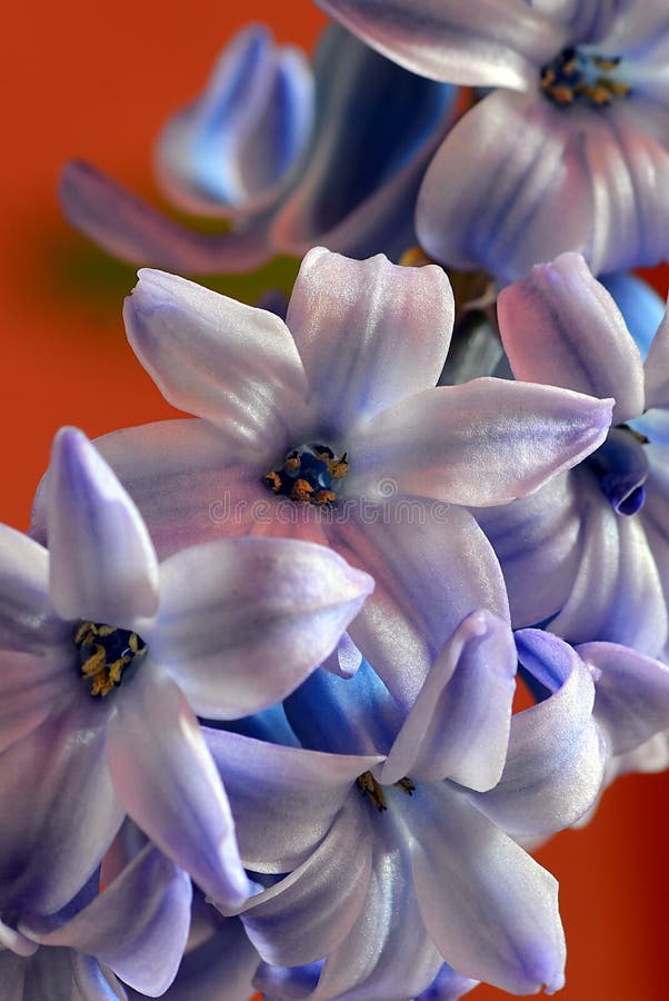 Blue Hyancinth stock photo. Image of garden, bulbous - 38938232