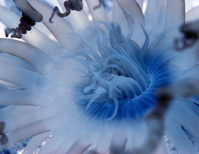 Blue Hydra stock photo. Image of underwater, tropical, anemone - 242254