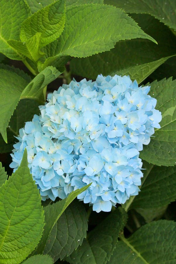 Blue Hydraengas Stock Photos - Free & Royalty-Free Stock Photos from ...