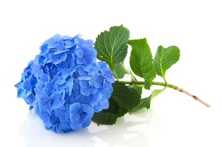 Blue Hydrangea stock image. Image of botanical, isolated - 10303153
