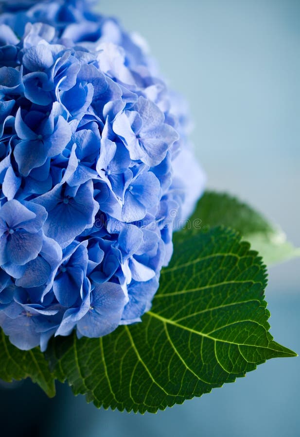 Blue hydrangea stock photo. Image of vase, selective - 13199848