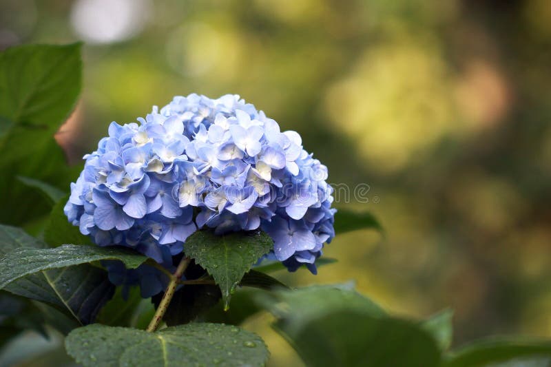 Blue hydrangea. stock image. Image of garden, grow, yard - 20516345