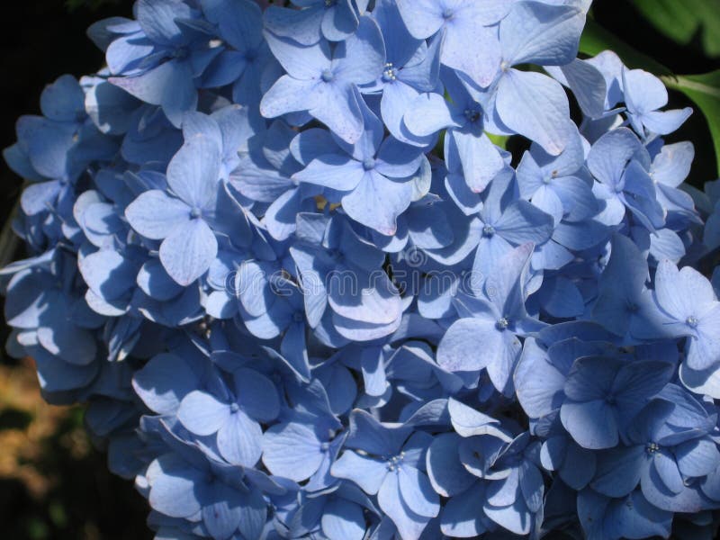 Blue Hydrangea stock photo. Image of plants, small, carolina - 21819172