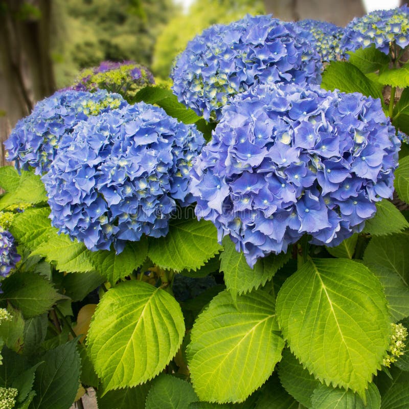 Blue hydrangea stock photo. Image of gardening, backgrounds - 28852334