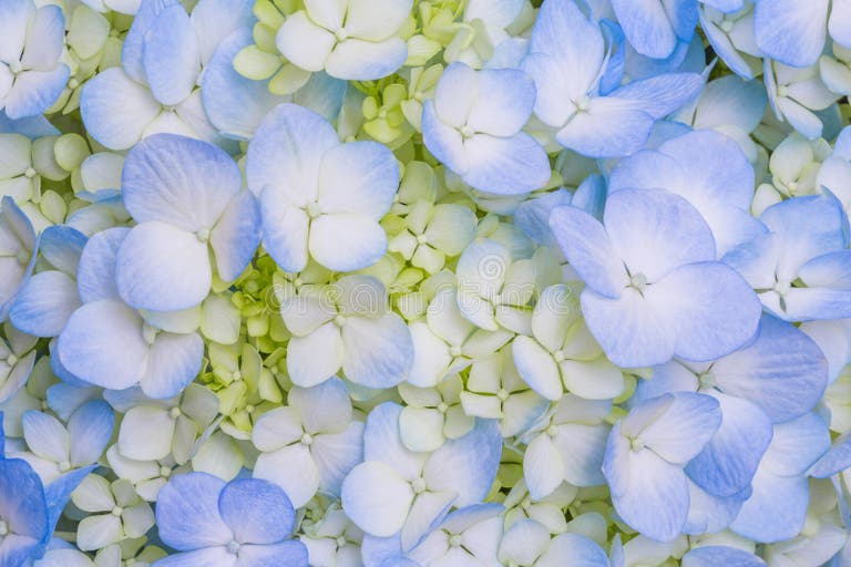 104,831 Hydrangea Arborescence Stock Photos - Free & Royalty-Free Stock ...