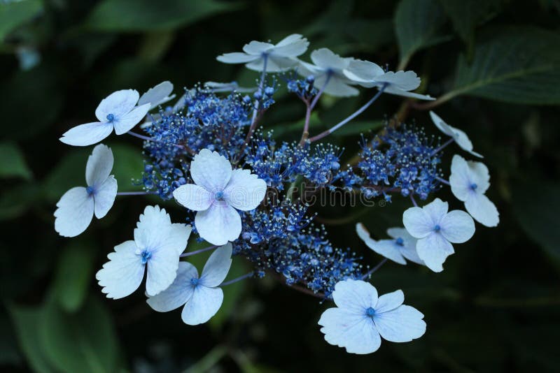 Blue Hydrangea Aspera Hortensia Flowers Stock Photo - Image of buds ...