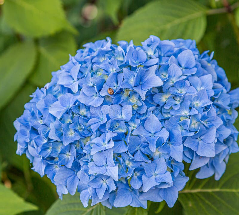 Blue Hydrangea Bloom stock image. Image of botanical - 159522541