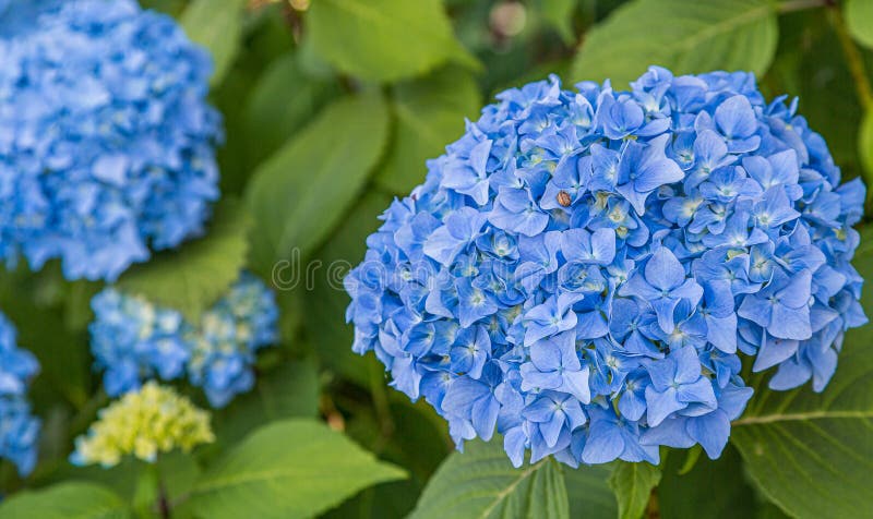Blue Hydrangea Bloom stock image. Image of green, flowers - 159592093