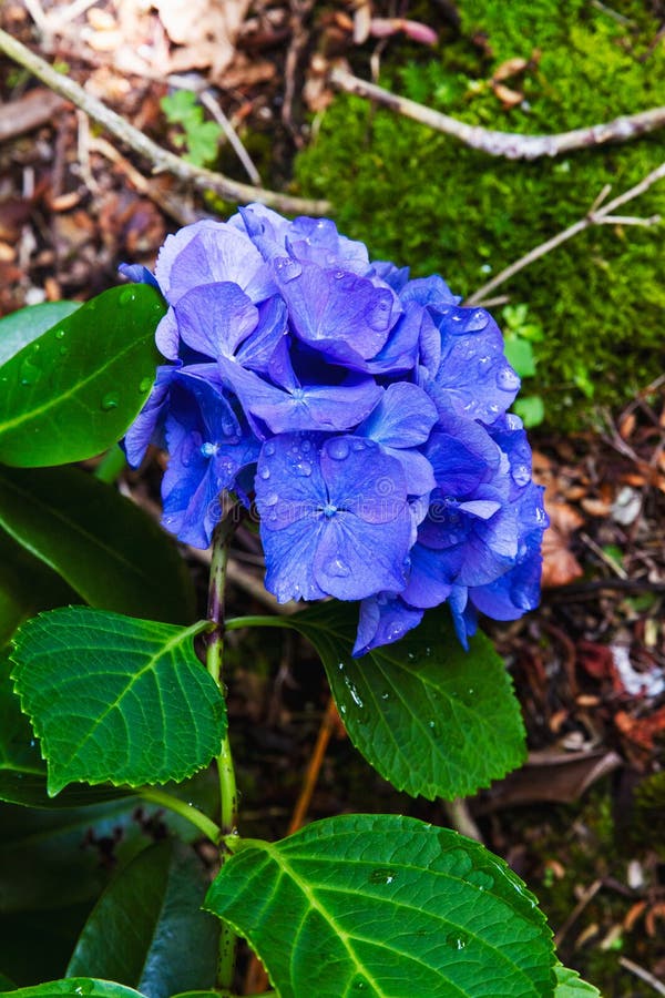 Blue Hydrangea Blossoms in a Garden Stock Image - Image of hydrangea ...