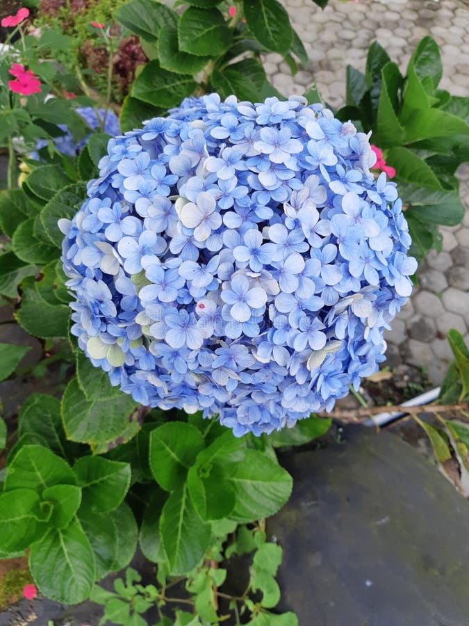 Blue hydrangea stock photo. Image of sunlight, plant - 266635388