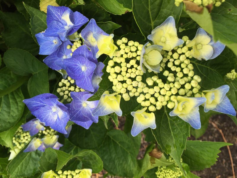 Blue hydrangea stock photo. Image of blue, green, buds - 72815996