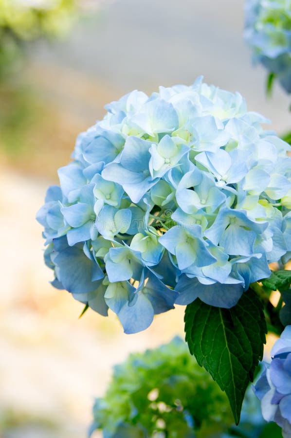 Blue hydrangea stock image. Image of nature, garden, bloom - 31978355