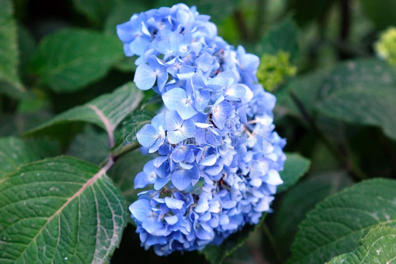 Blue hydrangea bud stock image. Image of leaf, floral - 177067621