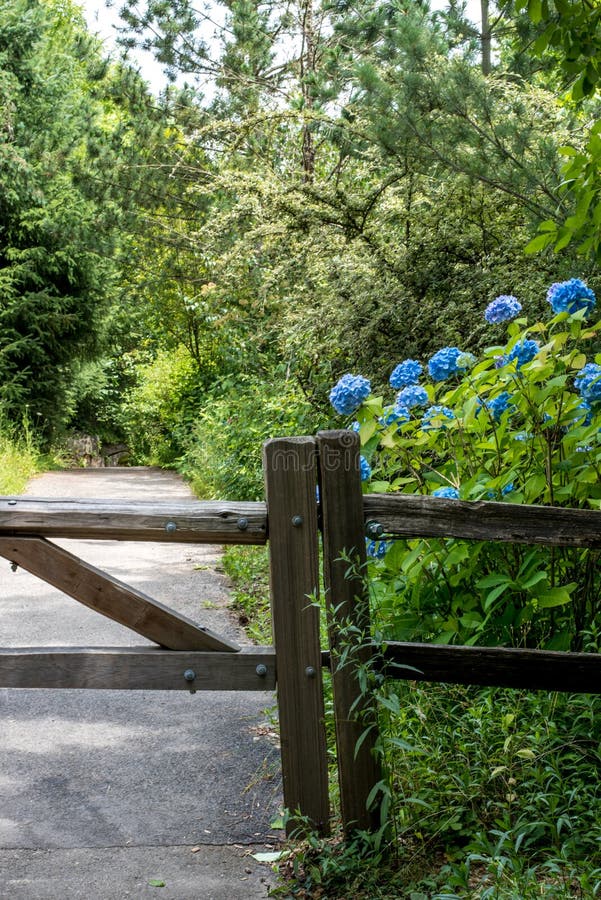403 Blue Hydrangea Protruding Fence Stock Photos - Free & Royalty-Free ...