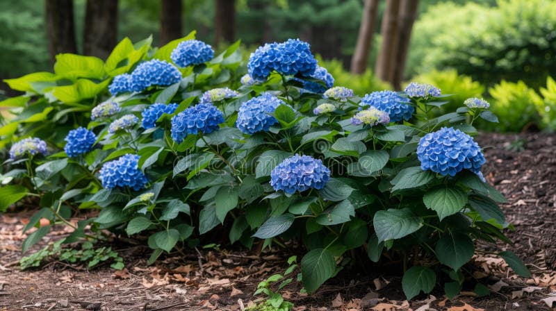 Blue Hydrangea Bush Surrounded by Trees in Forest Setting Stock Photo ...