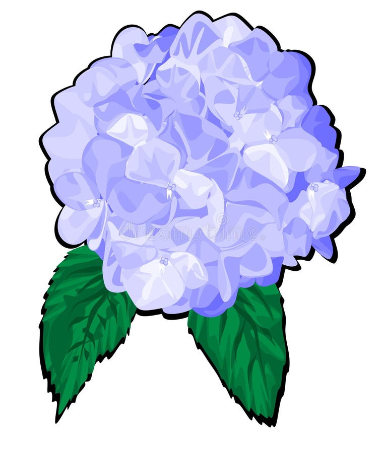 Purple Hydrangea Rose Carnation Stock Illustrations – 82 Purple ...