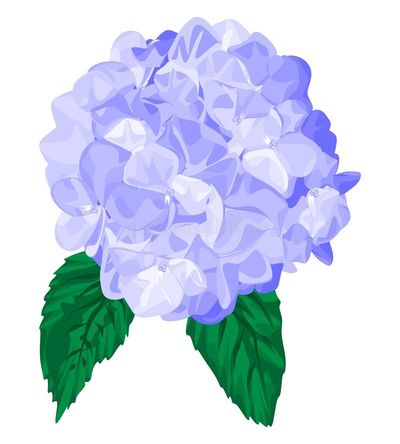 Purple Hydrangea Rose Carnation Stock Illustrations – 82 Purple ...