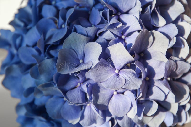 Blue hydrangea, close up stock image. Image of flower - 254483249