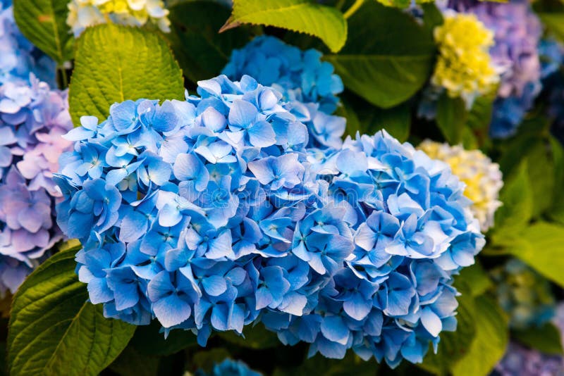 Blue Hydrangea close-up. stock photo. Image of park, head - 76301892