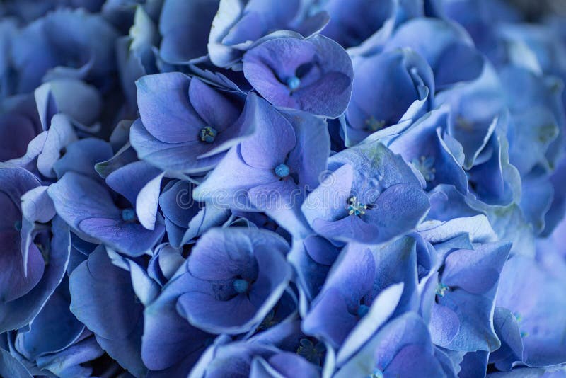 Hydrangea close up stock image. Image of flower, summer - 18117403