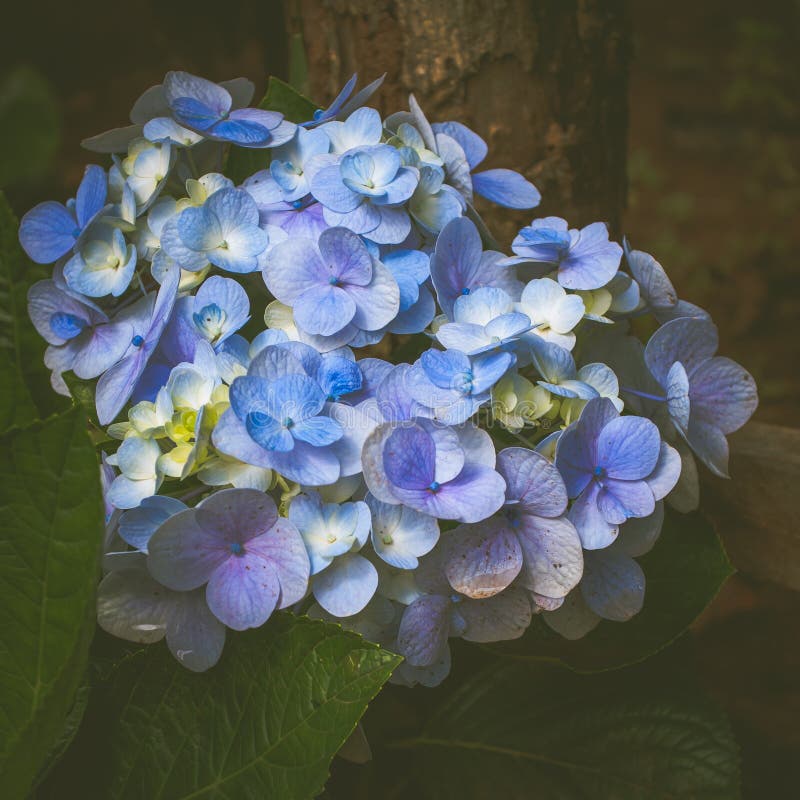 Blue hydrangea. stock image. Image of leaf, park, shrub - 59539015
