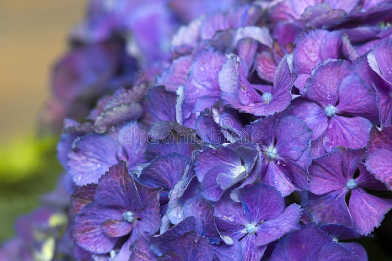 Blue Hydrangea Flower Background Stock Image - Image of bloom, color ...