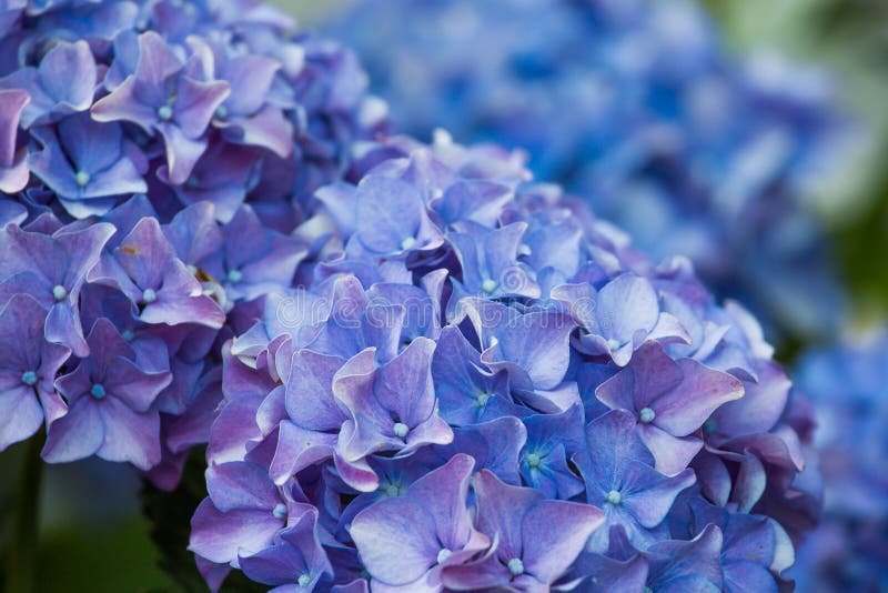 Blue hydrangea flower stock image. Image of hortensia - 121057733