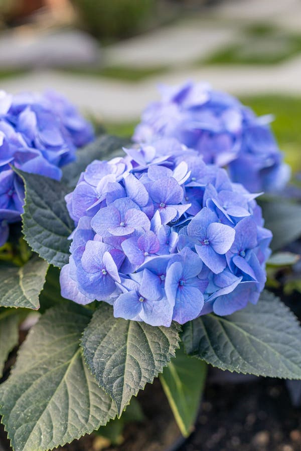 Blue Hydrangea Flower. Close-up of a Hydrangea in the Garden Stock ...