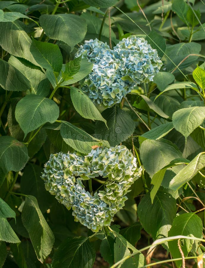 Blue Hydrangea Flower Cluster Flower Heart Shaped Stock Image - Image ...