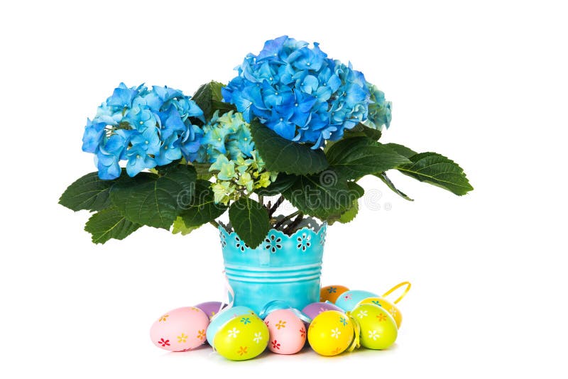 Blue Hydrangea Flower with Easter Eggs Stock Photo - Image of card ...
