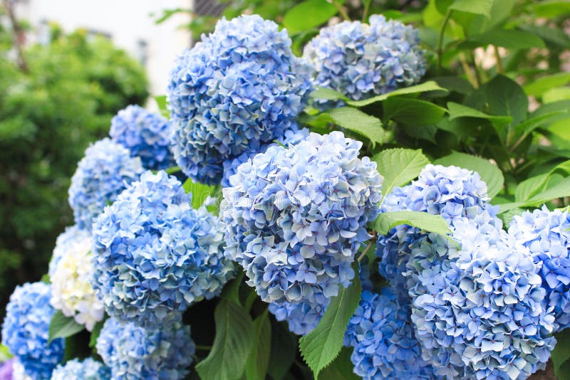 Blue Hydrangea stock image. Image of hydrangea, garden - 59413993