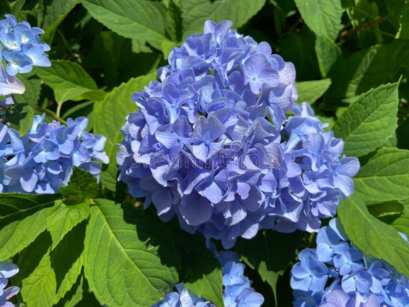 Blue Hydrangea Flower and Green Leaves in June Stock Photo - Image of ...