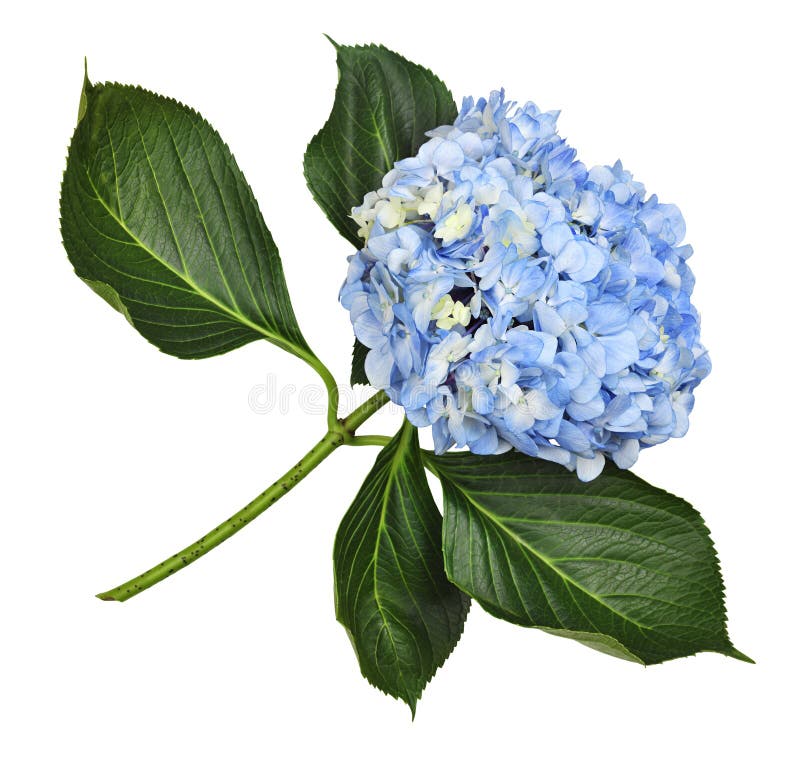 Blue hydrangea flower stock image. Image of flower, hortensia - 175368129